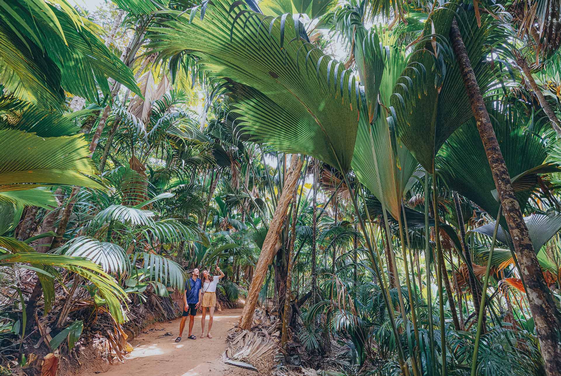 Discover Praslin Island - La Cigale Estate